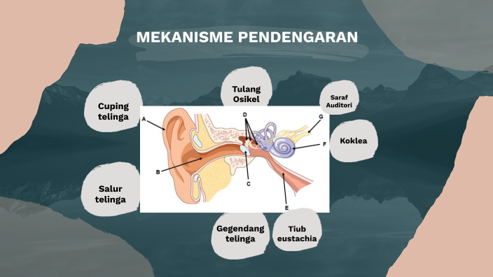MENERANGKAN MEKANISME PENDENGARAN DAN PENGLIHATAN DENGAN LAKARAN by ...
