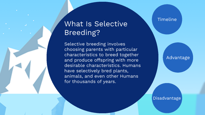 Selective Breeding of Humans by Abdulla Mahmoud on Prezi