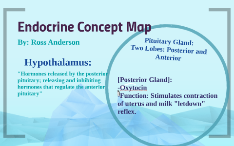 Endocrine Concept Map by Ross A on Prezi