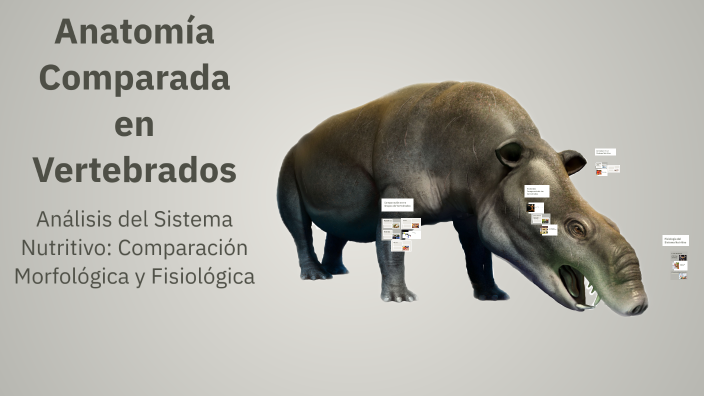 Anatomía Comparada en Vertebrados by Oswald Andree Seminario Vice on Prezi