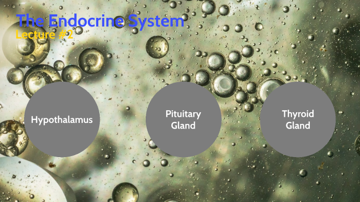 The Endocrine System #2 by Karen Sandoval on Prezi
