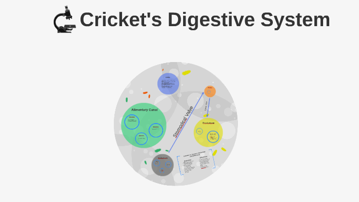 Cricket Digestive System by Simone A on Prezi