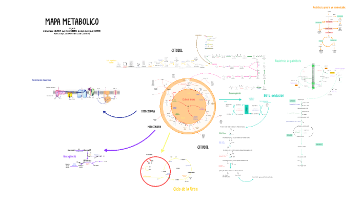Mapa metabólico Entrega final by Maria Concepcion Cachupe Herrera on Prezi