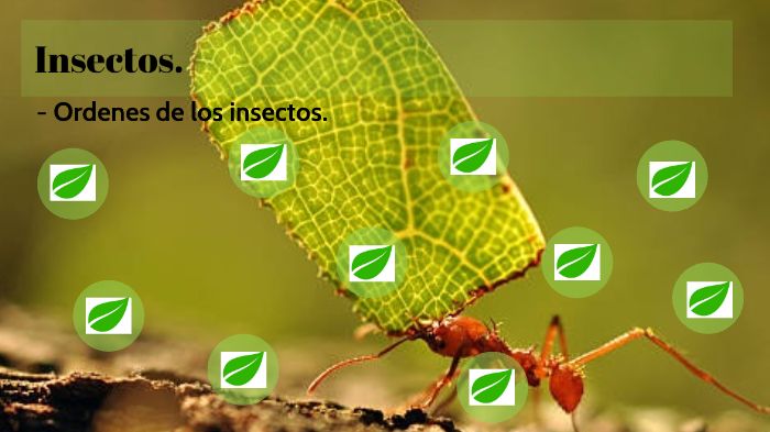 Ordenes de los insectos. by Christiany Estrada