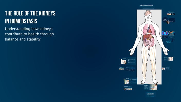 The Role of the Kidneys in Homeostasis by Michele Dayane on Prezi