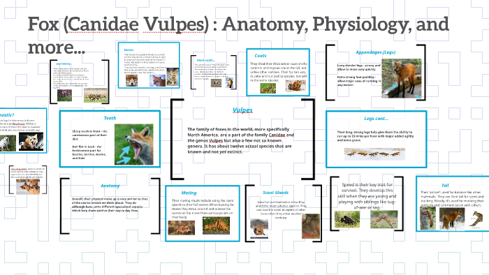 Fox: Anatomy and Physiology by Casey Langhans on Prezi