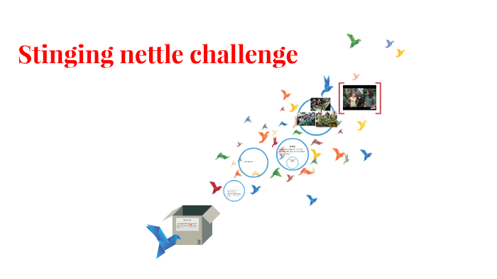 stinging nettle challenge by mauricio lopez on Prezi