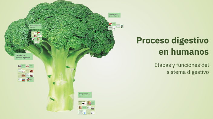 Proceso digestivo en humanos by ashley ceballos on Prezi