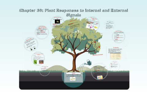 Chapter 39: Plant Responses to Internal and External Signals by Sophia ...