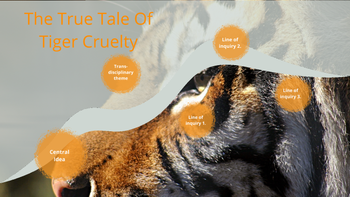 Tiger Cruelty by Kashvi MISHRA on Prezi