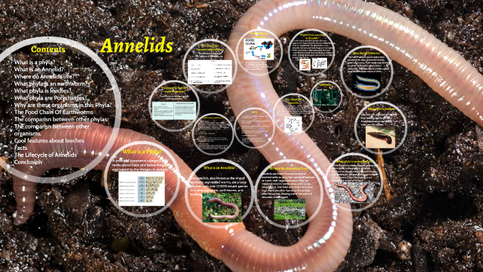 Annelids by Nishk Patel on Prezi