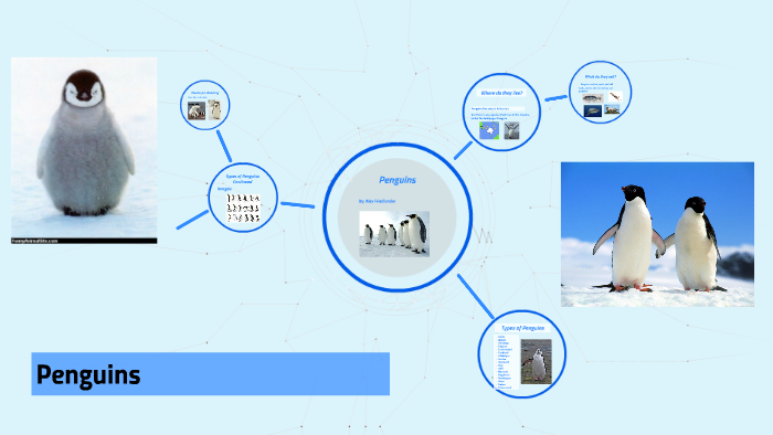 Penguins by Alex Friedlander on Prezi