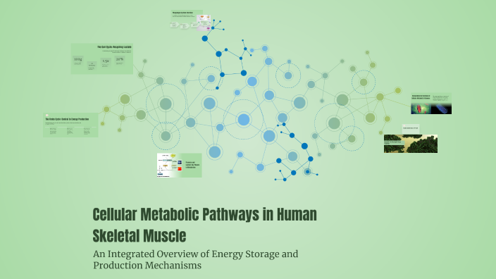 Cellular Metabolic Pathways in Human Skeletal Muscle by Kennedy ...