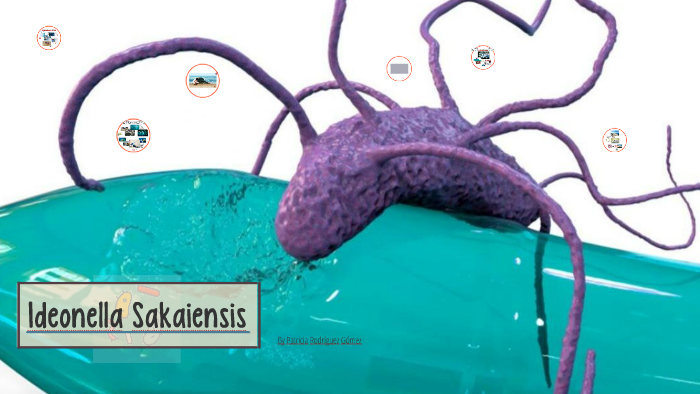 Ideonella Sakaiensis by Patricia Rodríguez Gómez on Prezi