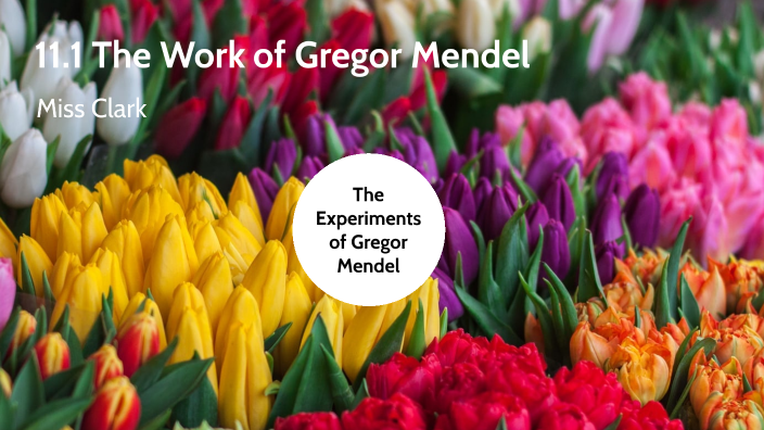 11.1 The Work of Gregor Mendel by Emily Richbourg on Prezi