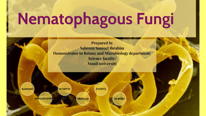 Nematophagous Fungi by sabreen ibrahim on Prezi
