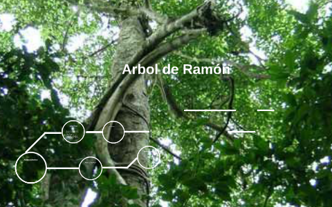 Arbol de Ramón by Alexander Hoil Mezeta on Prezi