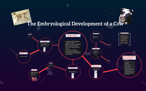 The Embryological Development of a Cow by Jessica Abner on Prezi