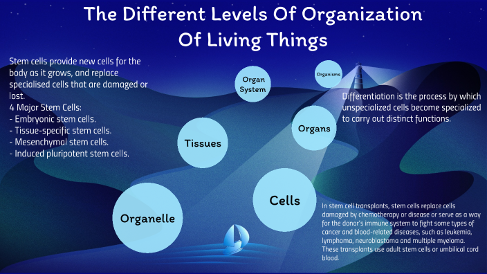 The Different Levels Of Organization Of Living Things by Elisabeth ...