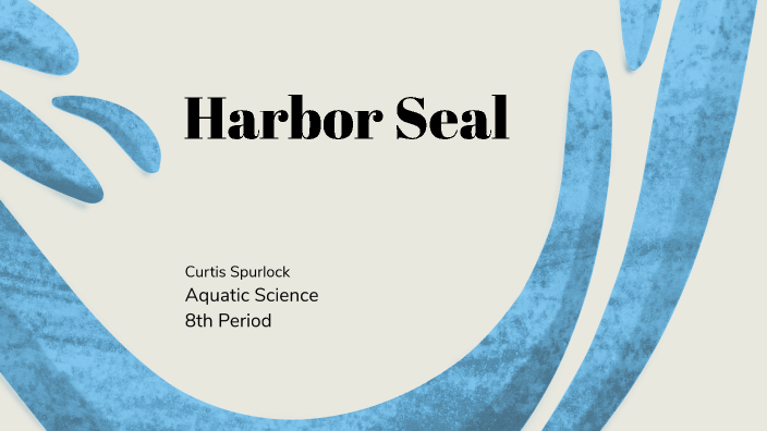 Harbor Seals by Curtis Spurlock on Prezi