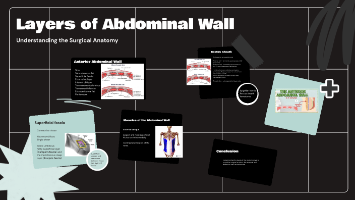 Layers of Abdominal Wall by Ffion Bennett on Prezi