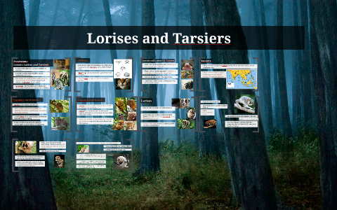 Lorises and Tarsiers by kyla ryan on Prezi