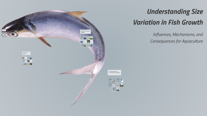 Understanding Size Variation in Fish Growth by Abraham Gebremesqel on Prezi