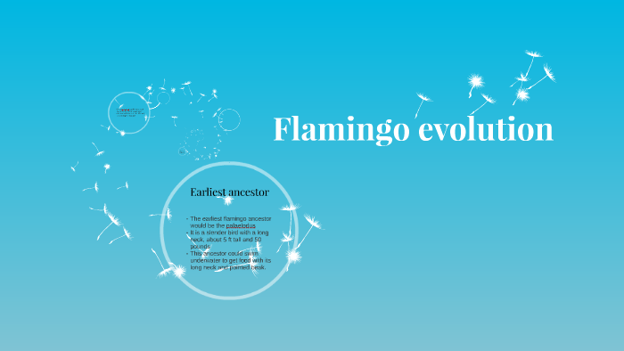 Flamingo evolution by Kaylee Leazer on Prezi