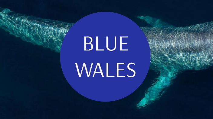 Endangered Species- The Blue Whale by sriveena veera on Prezi