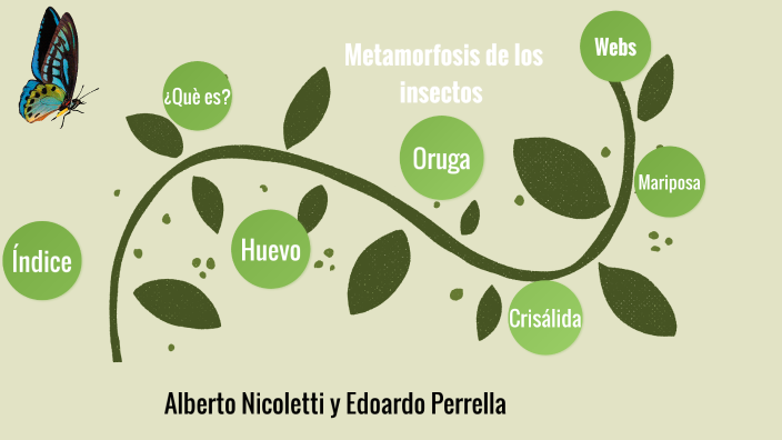 Metamorfosis de los Insectos by Alberto Nicoletti on Prezi