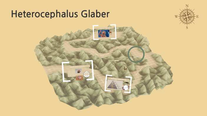 Eterocefalo Glabro by Federica Aroni on Prezi