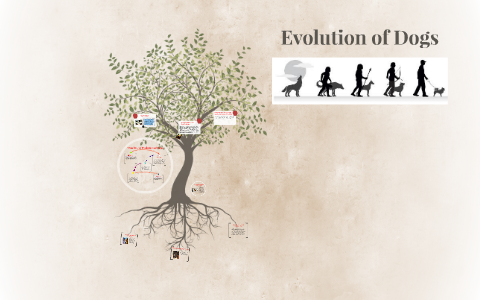 Evolution of Dogs by Kleymar Fuentes on Prezi