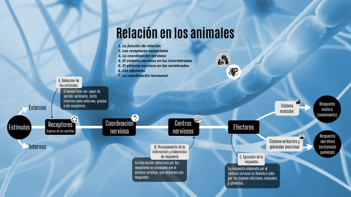 T.12 Relación en los animales by Paula Torrico Sánchez on Prezi