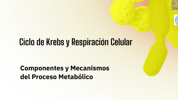 Ciclo de Krebs y Respiración Celular by Maria del Rocio Garcia Amuedo ...