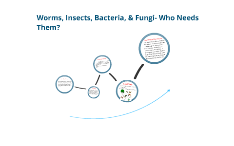 Worms, Insects, Bacteria, and Fungi- Who Needs Them? by katlyn bigley ...