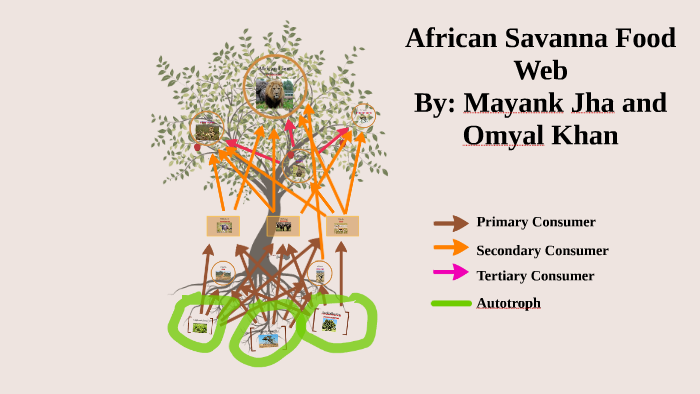 African Savanna Food Web by Mayank Jha on Prezi