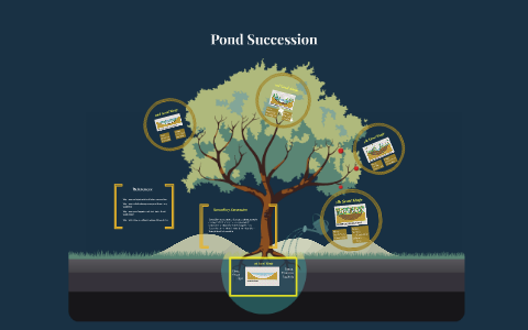 Pond Succession by Nicholas Vu on Prezi
