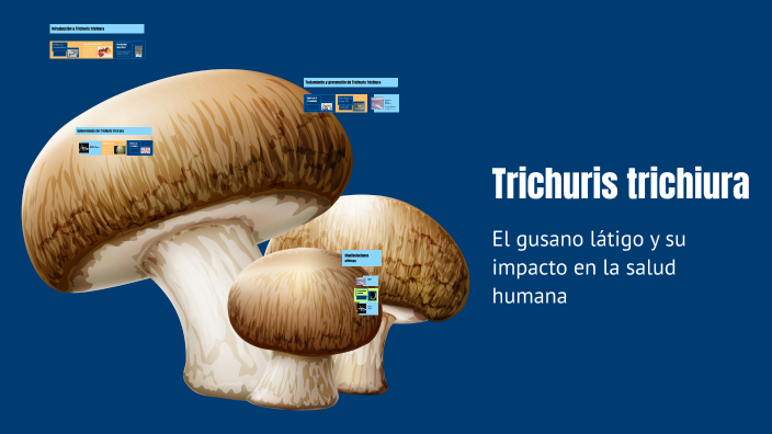 Trichuris trichiura by Aylin Lopez on Prezi
