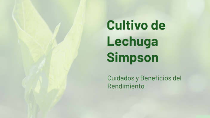 Cultivo de Lechuga Simpson by Cristhian Ruiz on Prezi