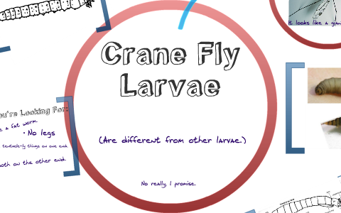 Crane Fly Larvae. (What Could Be Better?) by Emma Holleman on Prezi