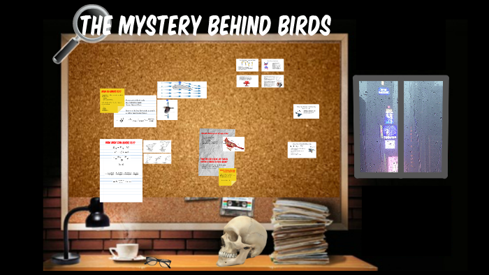 How High do Birds Fly? by Tahreem Ahmad on Prezi