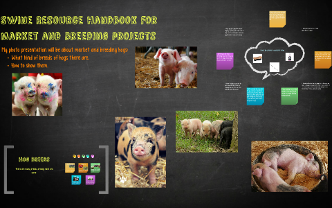 Swine Resource handbook for market and breeding projects by emily ...