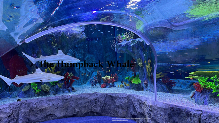 Humpback Whale by Gloria Asare on Prezi