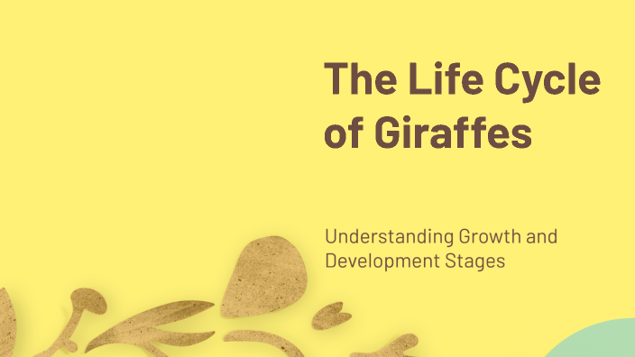 The Life Cycle of Giraffes by Acacia Chong on Prezi