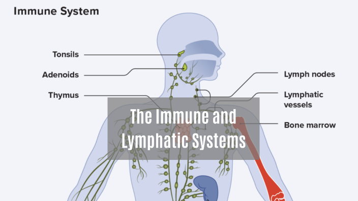 The Immune and Lymphatic Systems by cassandra howard on Prezi