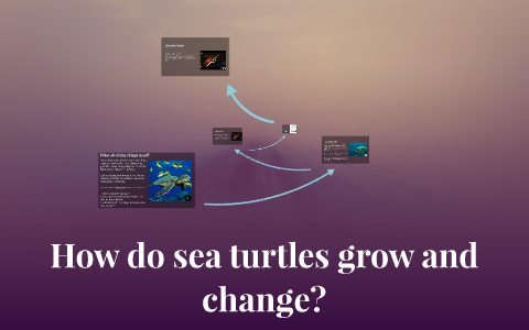 How do sea turtles grow and change? by Mey-Lin Mau on Prezi