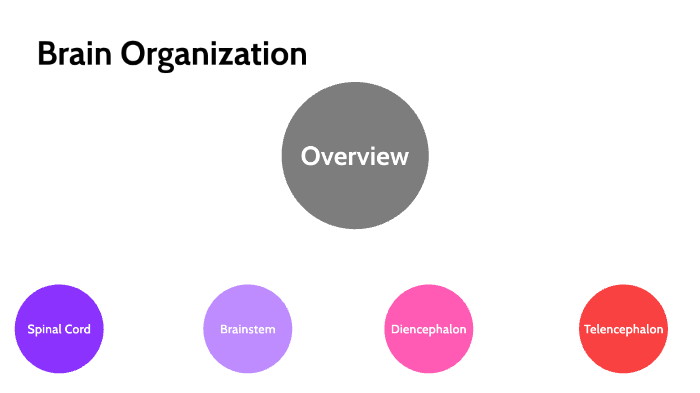 Brain Organization by Grace Lewis on Prezi