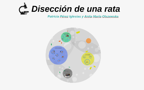 Disección de una rata by Anita María on Prezi