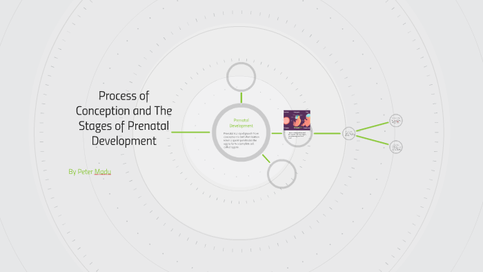 Process of Conception and The Stages of Prenatal Development by rock ...
