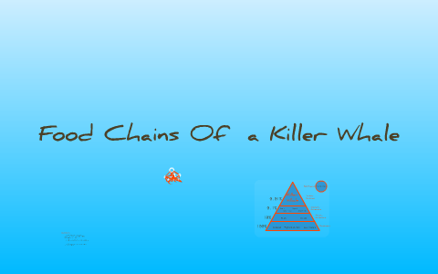 Killer Whale Food Web by Molly McGinnis on Prezi
